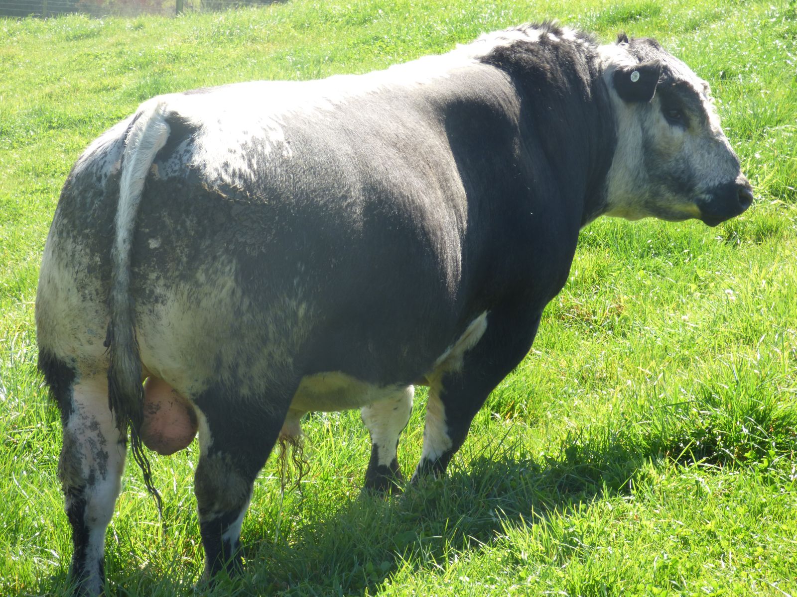 Speckle Park bulls, livestock, semen for sale - Blue Sky Speckle Park