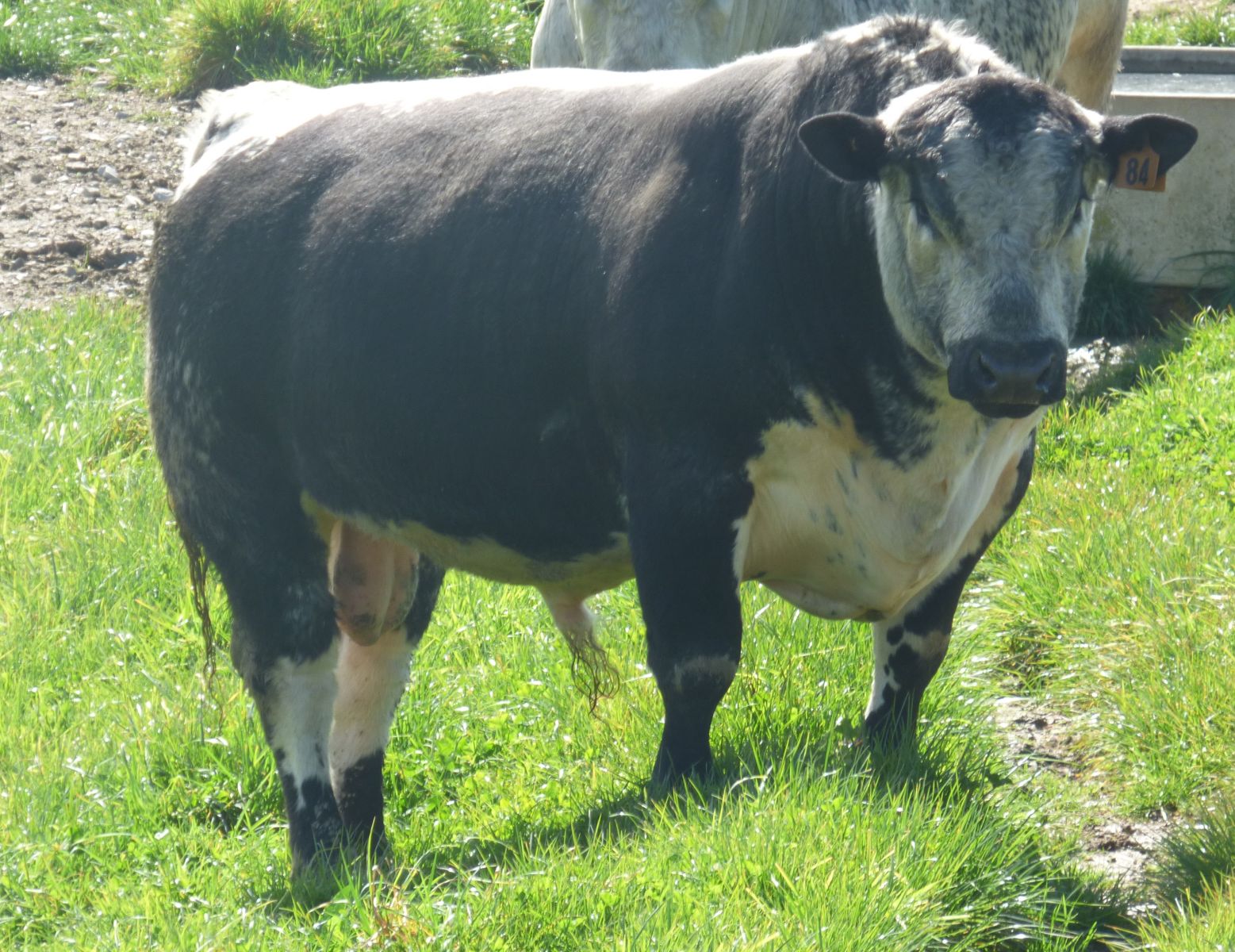 Speckle Park bulls, livestock, semen for sale - Blue Sky Speckle Park