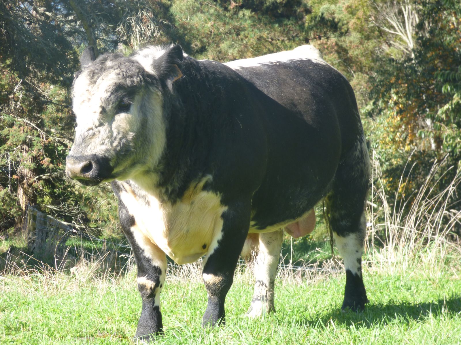 Speckle Park bulls, livestock, semen for sale - Blue Sky Speckle Park