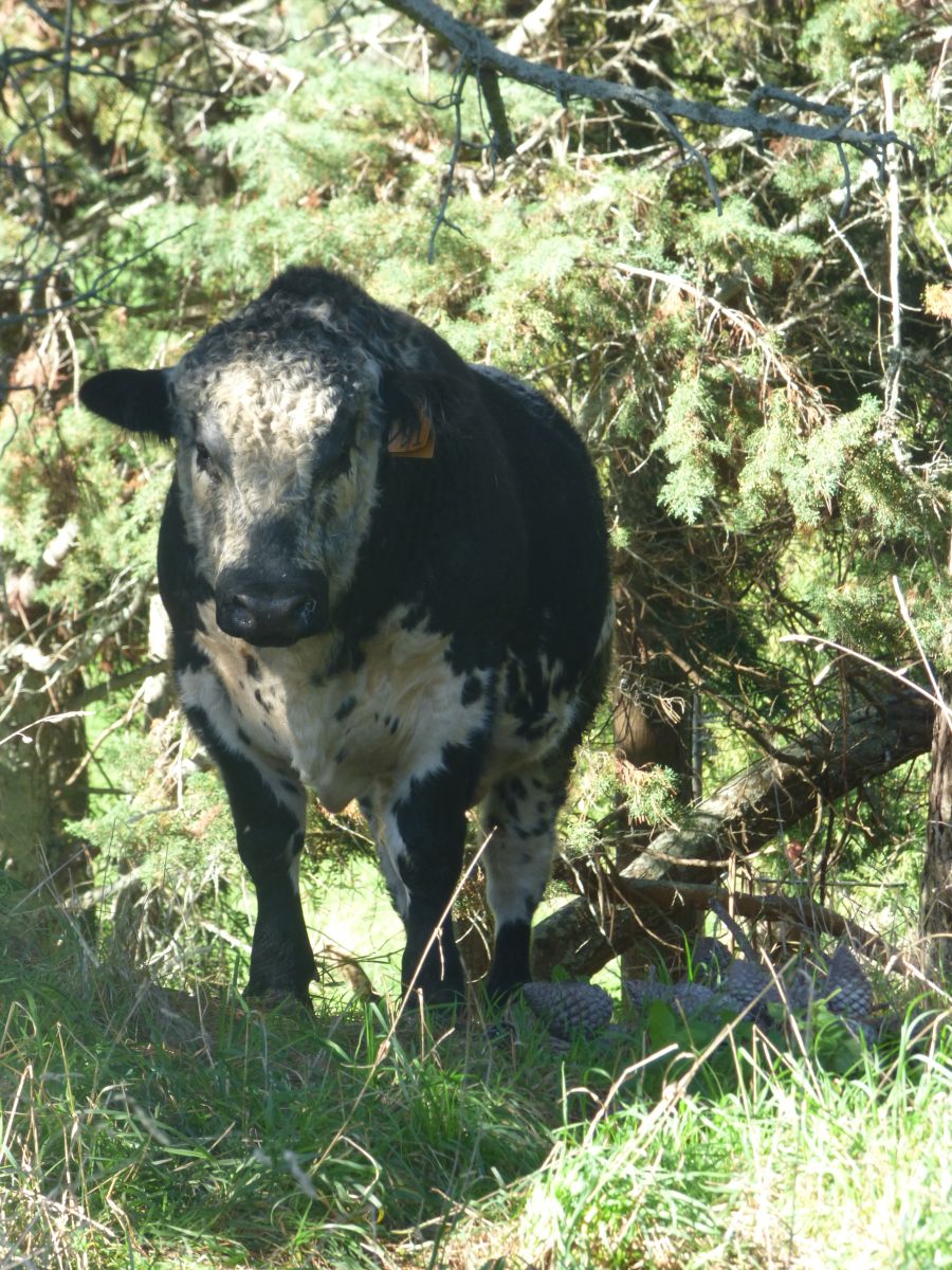 Speckle Park bulls, livestock, semen for sale - Blue Sky Speckle Park