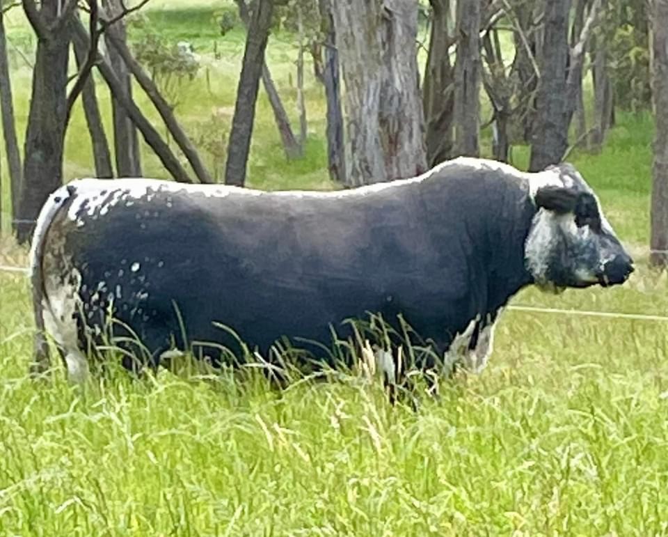 Speckle Park bulls, livestock, semen for sale - Blue Sky Speckle Park