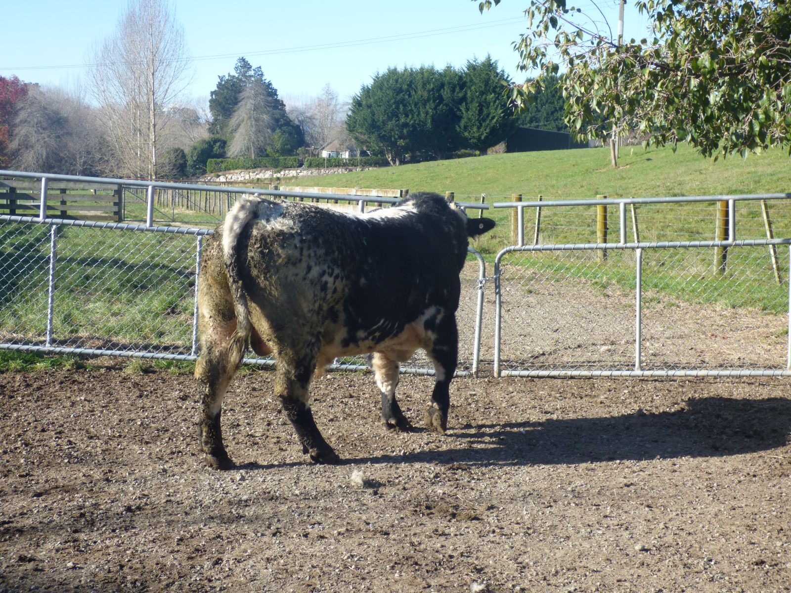 Speckle Park bulls, livestock, semen for sale - Blue Sky Speckle Park