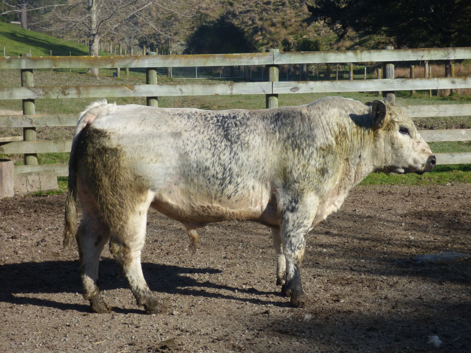 Speckle Park bulls, livestock, semen for sale - Blue Sky Speckle Park