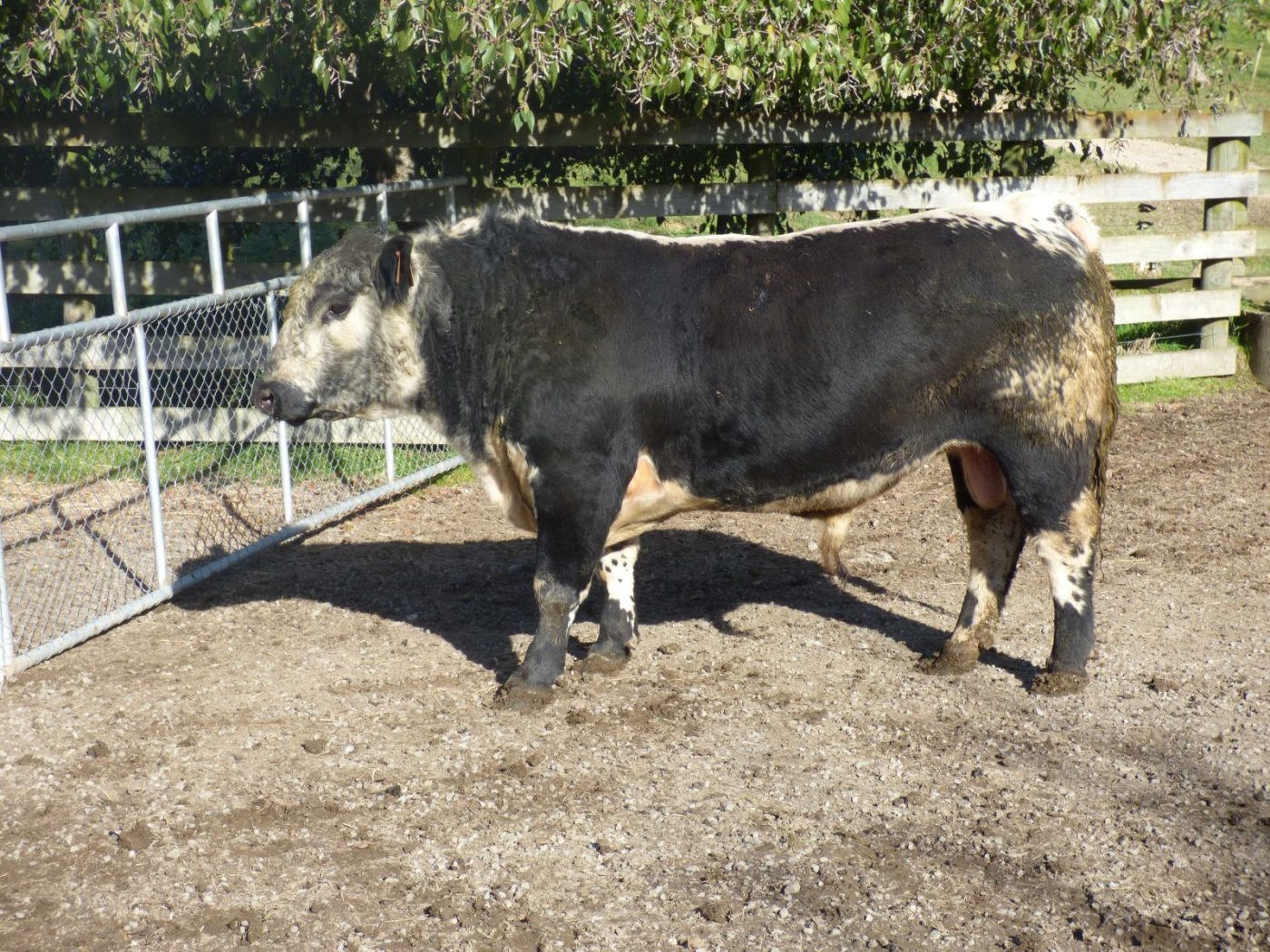 Speckle Park bulls, livestock, semen for sale - Blue Sky Speckle Park