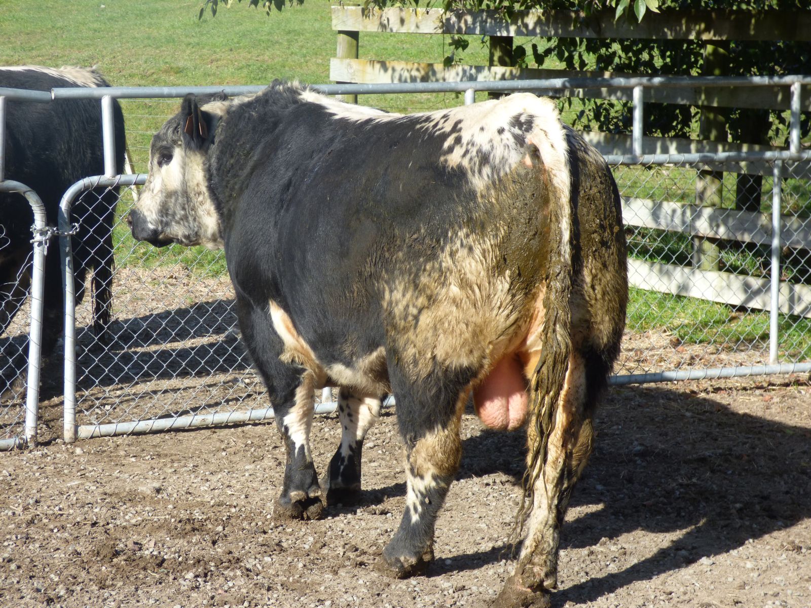 Speckle Park bulls, livestock, semen for sale - Blue Sky Speckle Park